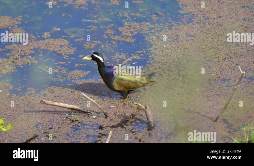 Bronze winged jacana india Stock Videos & Footage - HD and 4K Video ...