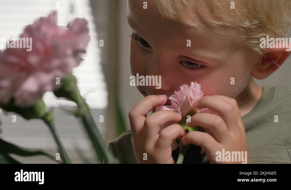 Closeup of kid's face, sniffing the flower and kissing. Indoor Stock ...