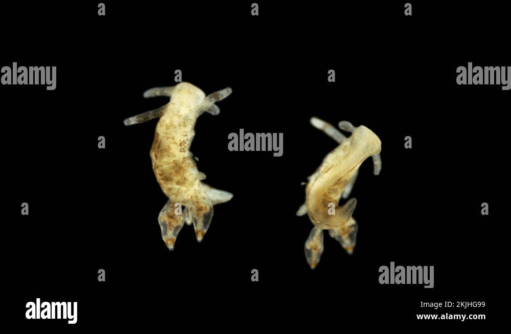 Sea slug Nudibranchia under a microscope, Eubranchidae family Stock ...