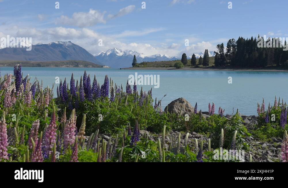 Mackenzie basin Stock Videos & Footage - HD and 4K Video Clips - Alamy