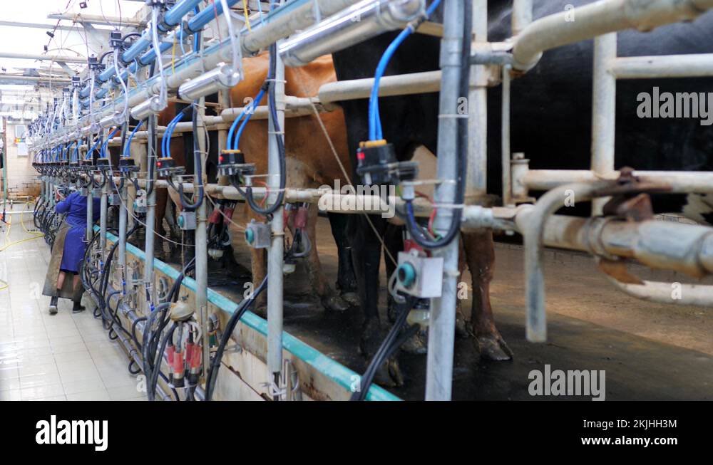Cow milking facility and mechanized milking equipment in the milking ...