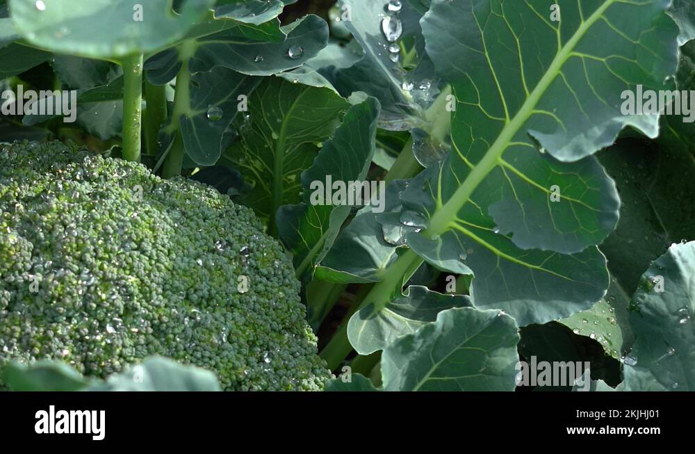 Cauliflower plant brassica oleracea Stock Videos & Footage - HD and 4K ...