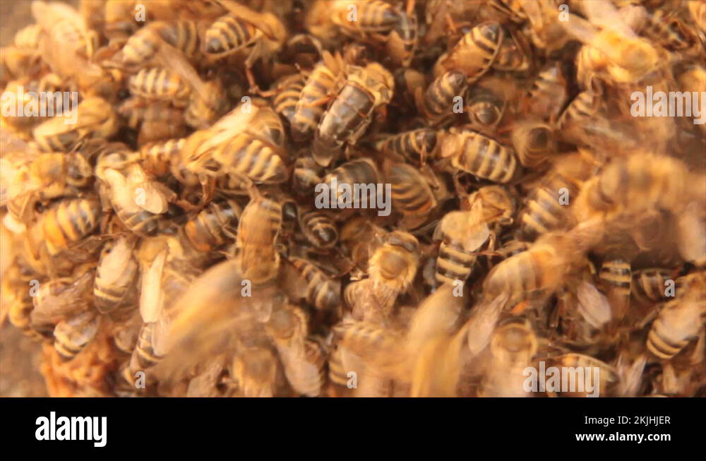 Crowded bees Stock Videos & Footage - HD and 4K Video Clips - Alamy