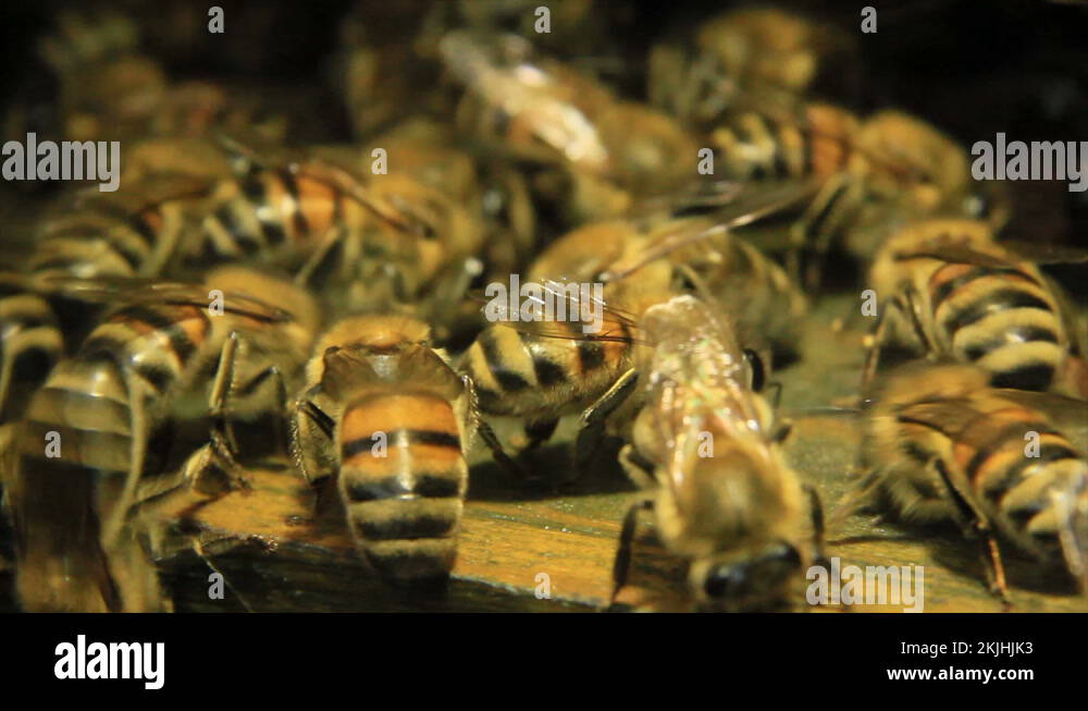 Teamwork of bees Stock Videos & Footage - HD and 4K Video Clips - Alamy