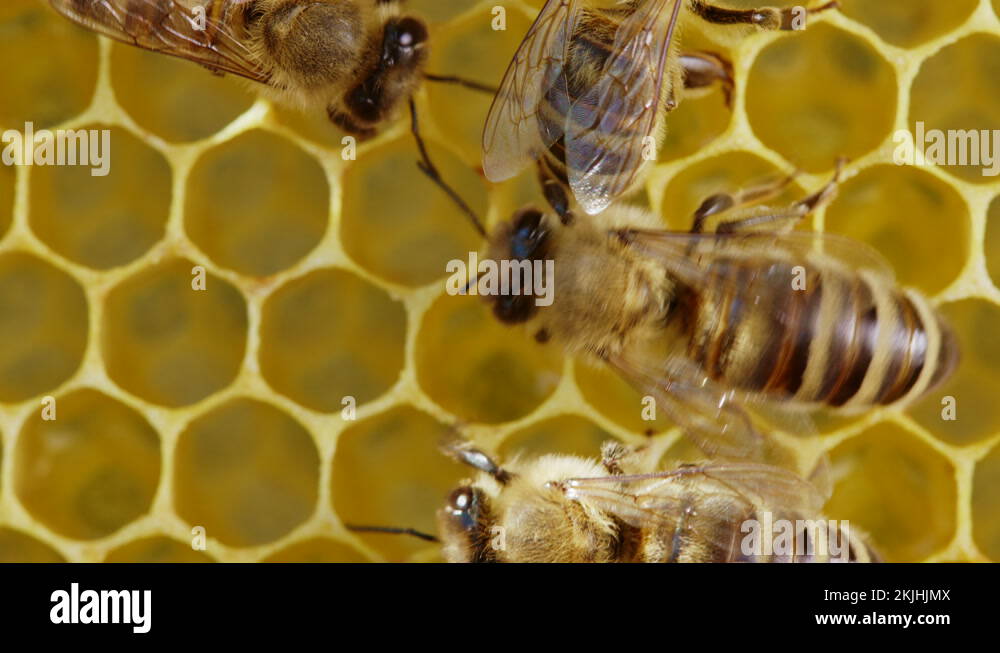 Bees family working on honeycomb in apiary. Life of apis mellifera in ...