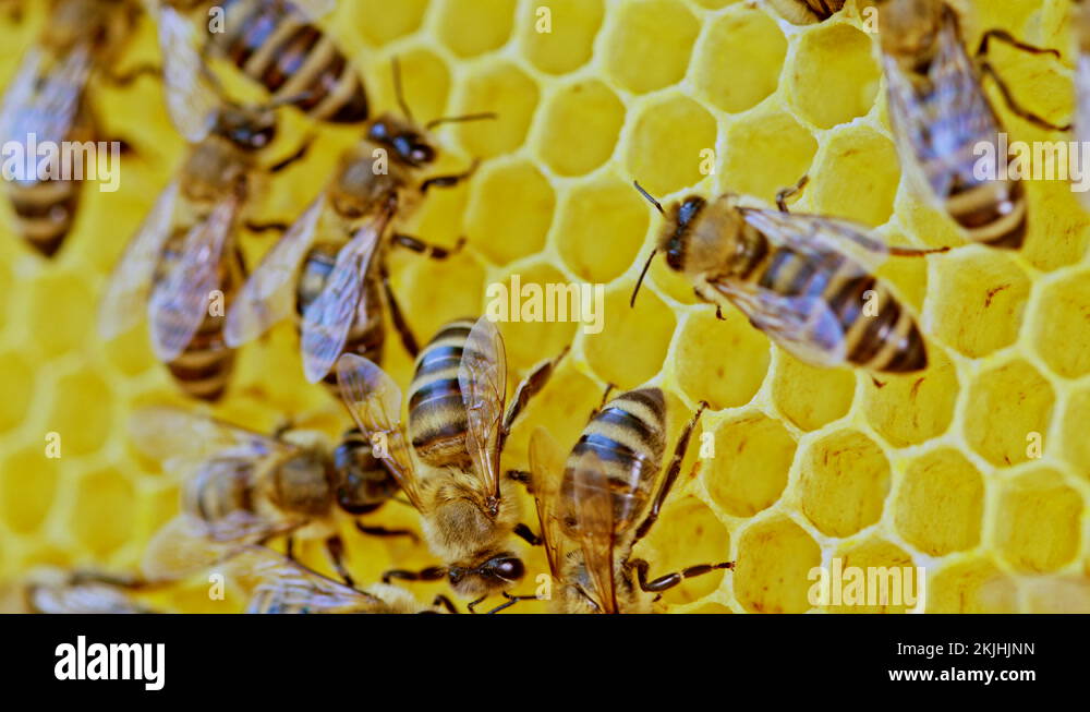 Bees family working on honeycomb in apiary. Life of apis mellifera in ...