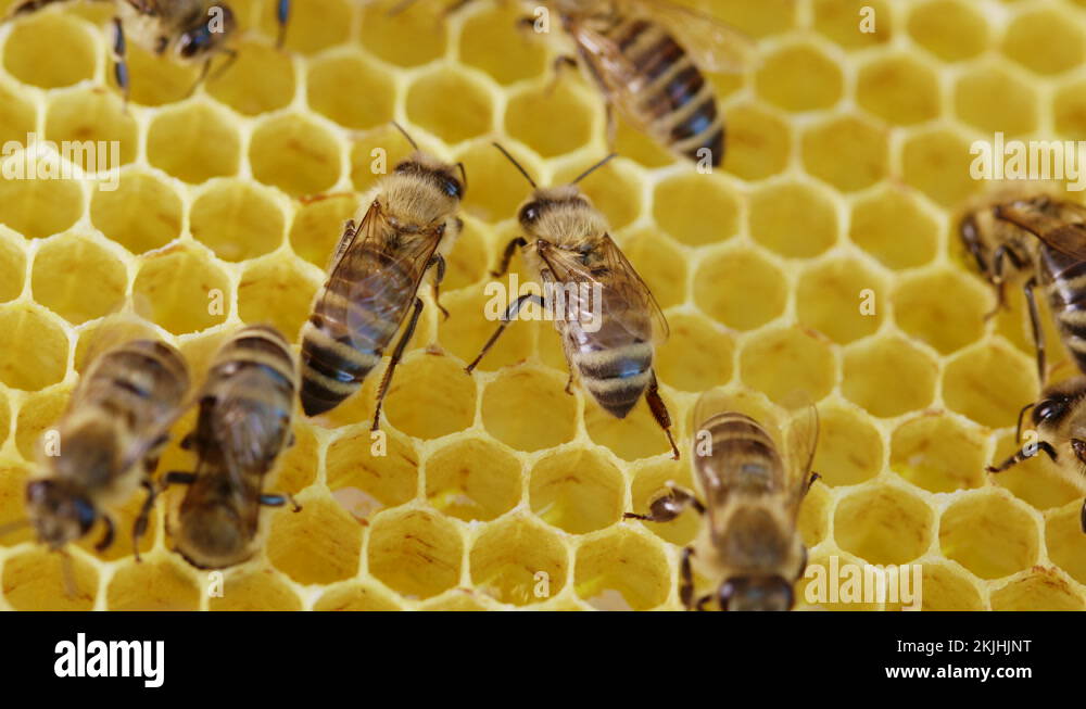 Apis mellifera honeycomb hive beehive Stock Videos & Footage - HD and ...