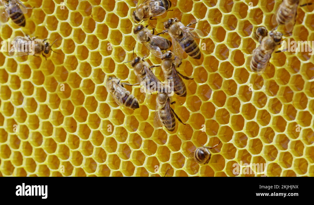 Bees family working on honeycomb in apiary. Life of apis mellifera in ...