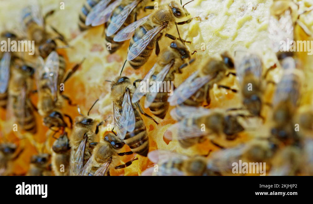 Bees seal the honeycomb in apiary. Life of apis mellifera. Concept of ...