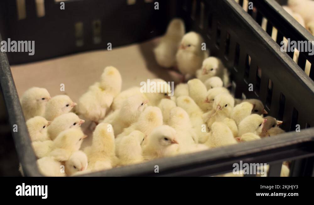 What is a hatchery chicken Stock Videos & Footage - HD and 4K Video ...