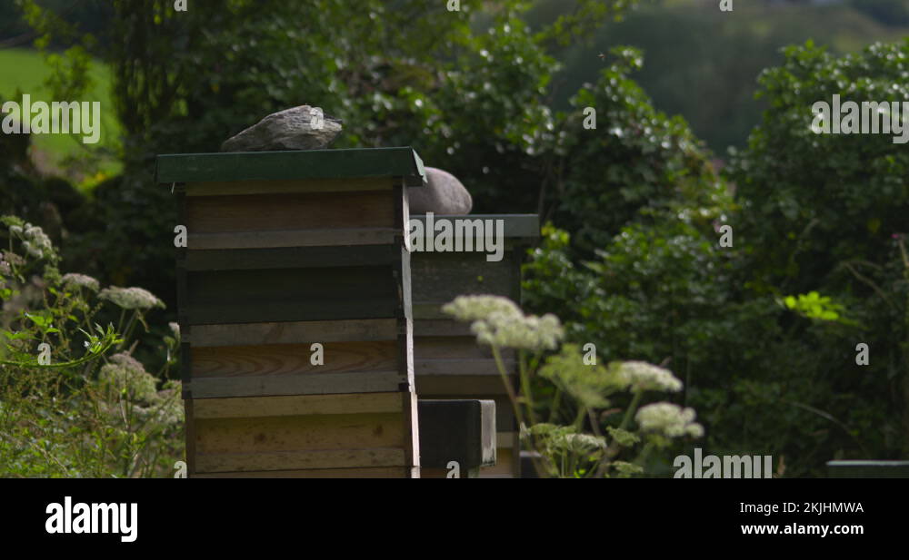 Apiary boxes Stock Videos & Footage - HD and 4K Video Clips - Alamy