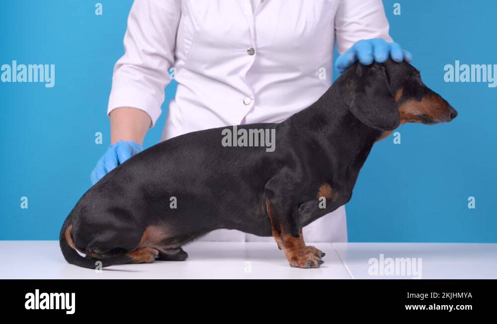 Process of applying a flea and tick protection agent to a dachshund ...