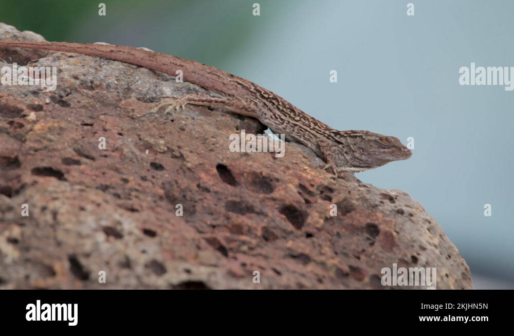 Invasive lizard Stock Videos & Footage - HD and 4K Video Clips - Alamy