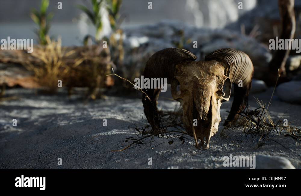 Skull of a dead ram in the desert Stock Video Footage - Alamy