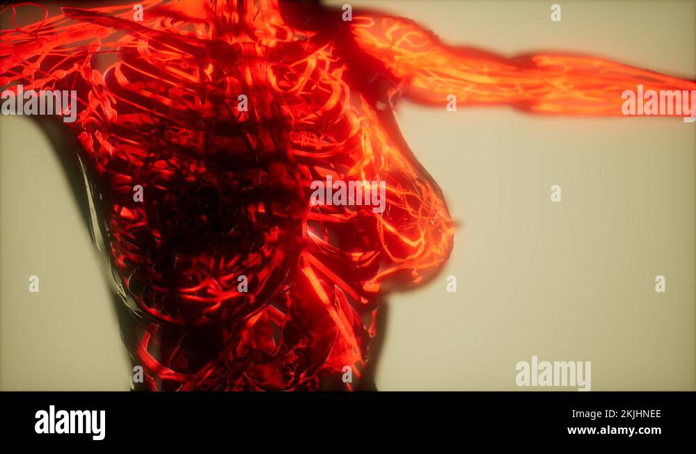 inspection of blood in the blood vessels of the circulatory system ...