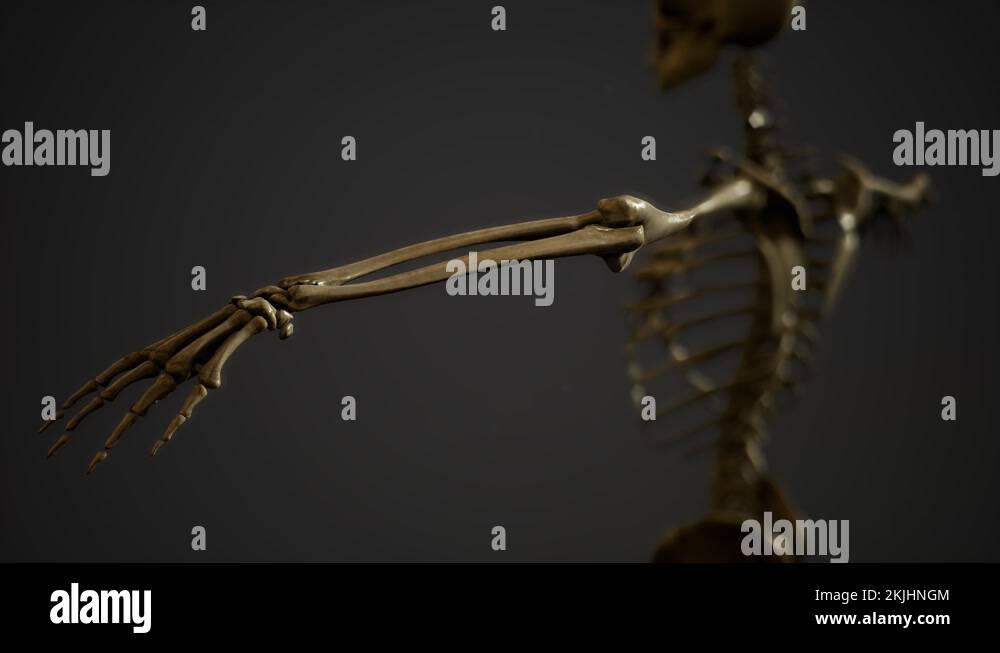 bones of the Human skeleton Stock Video Footage - Alamy