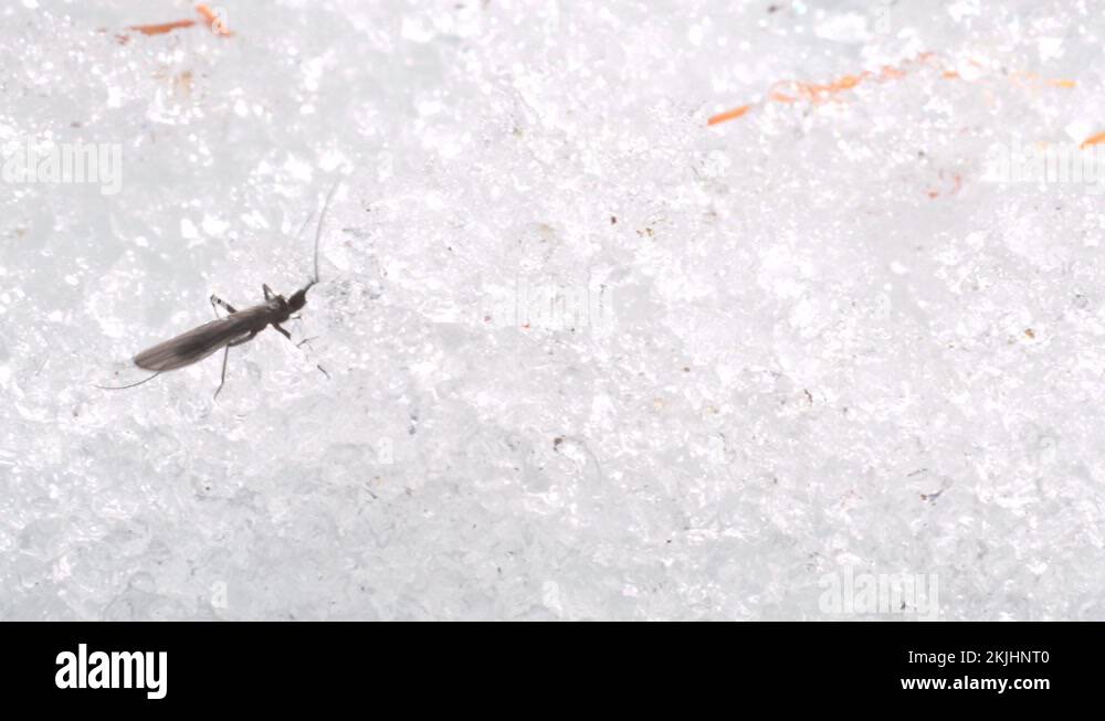 Insect ice Stock Videos & Footage - HD and 4K Video Clips - Alamy