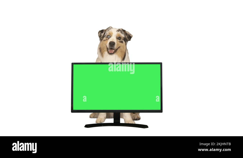 Dog sits behind monitor with green screen, chroma key Stock Video ...