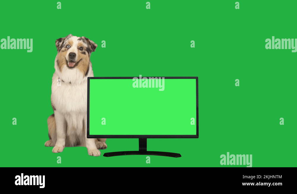Dog on a green background beside monitor with green screen Stock Video ...