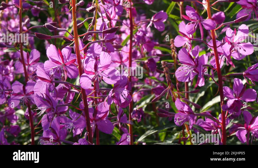 Plant stem leaves fluorescent Stock Videos & Footage - HD and 4K Video ...