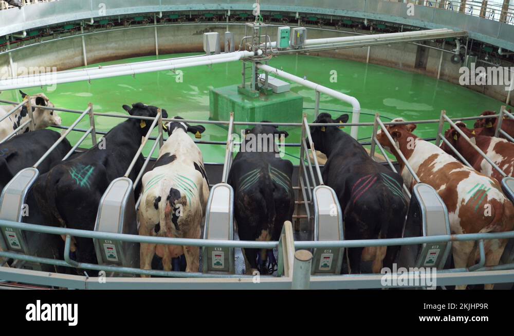 Cows on round rotary machine for milking in dairy farm. Industrial milk ...