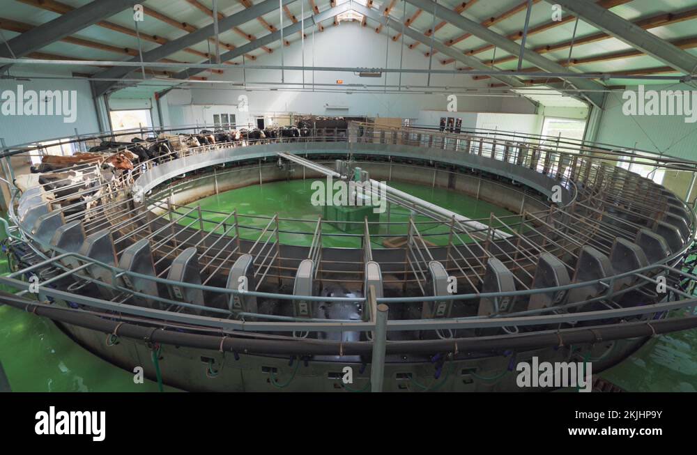 Cows on round rotary machine for milking in dairy farm. Industrial milk ...