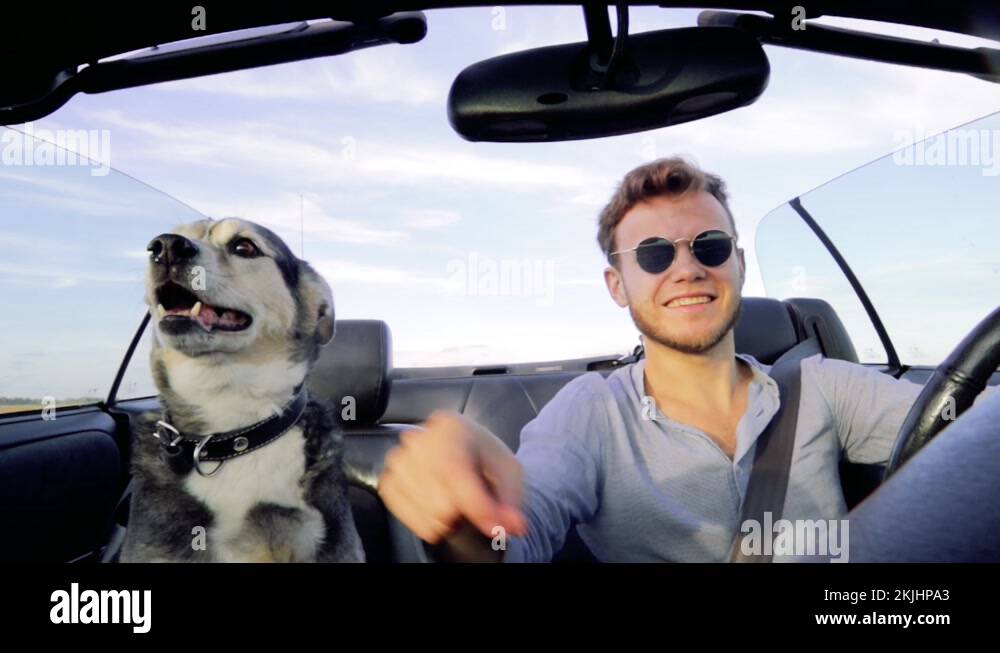 young man ride with a dog in a convertible, the concept of traveling by ...
