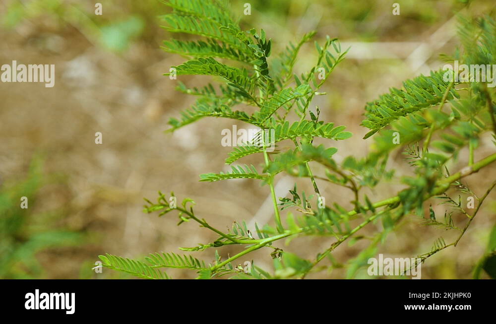 Desert fern Stock Videos & Footage - HD and 4K Video Clips - Alamy
