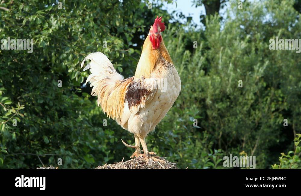 Standing rooster Stock Videos & Footage - HD and 4K Video Clips - Alamy