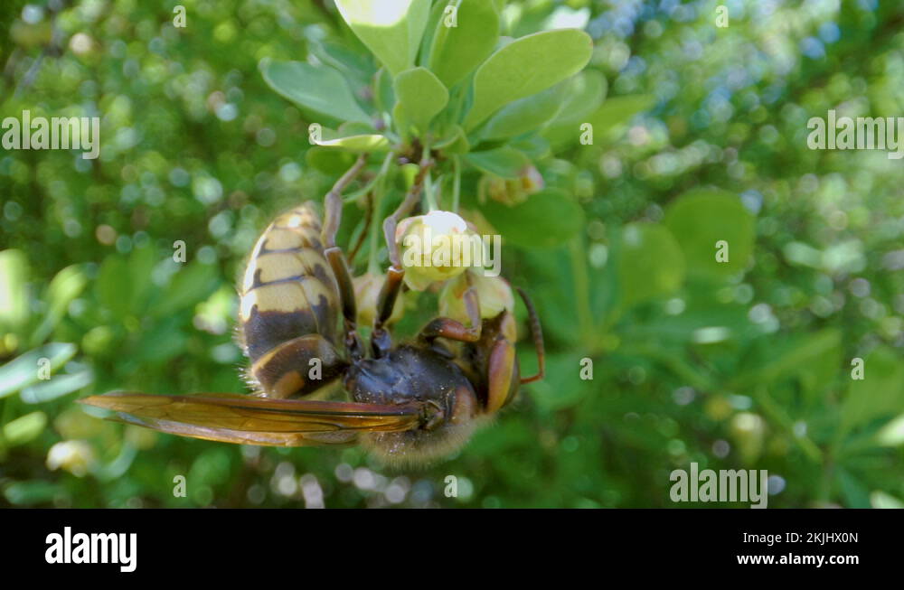 Hanging bee Stock Videos & Footage - HD and 4K Video Clips - Alamy
