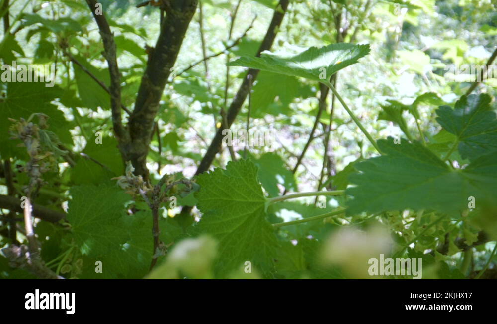 Closer look of the blooming flowers of the tree Stock Video Footage - Alamy