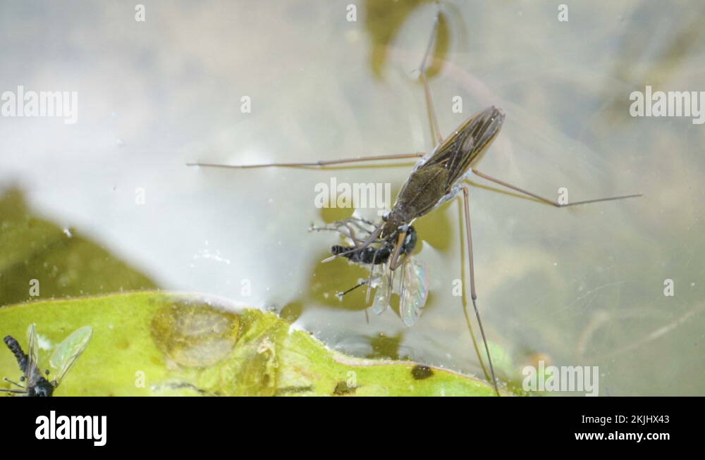 Insect catching Stock Videos & Footage - HD and 4K Video Clips - Alamy