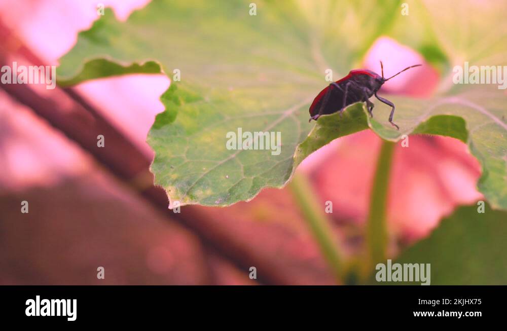 Insect with stripes Stock Videos & Footage - HD and 4K Video Clips - Alamy