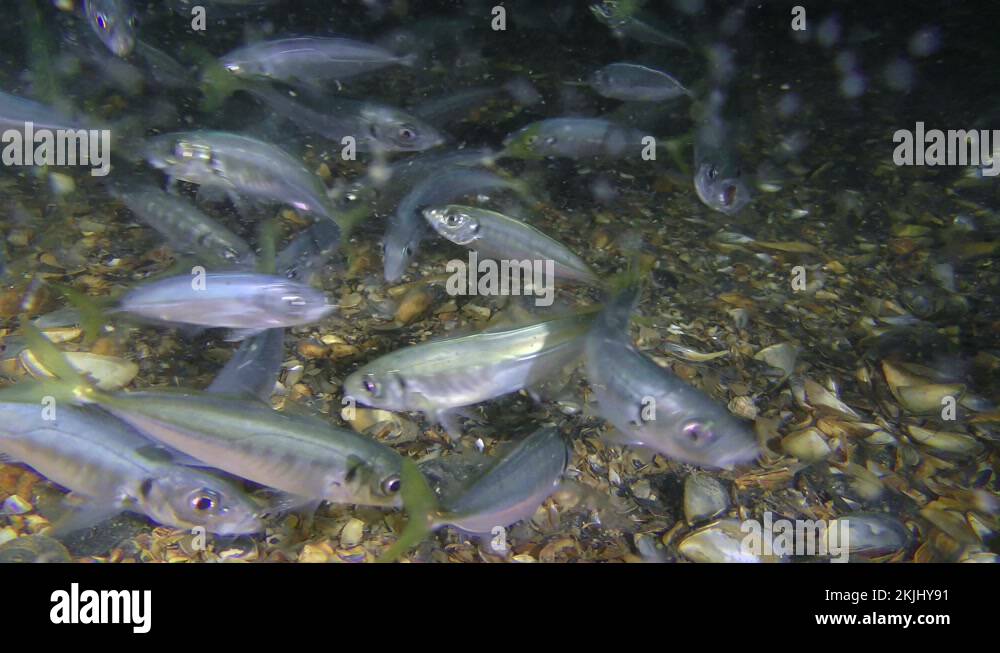 A flock of commercial fish mackerel eats small crustaceans Stock Video ...