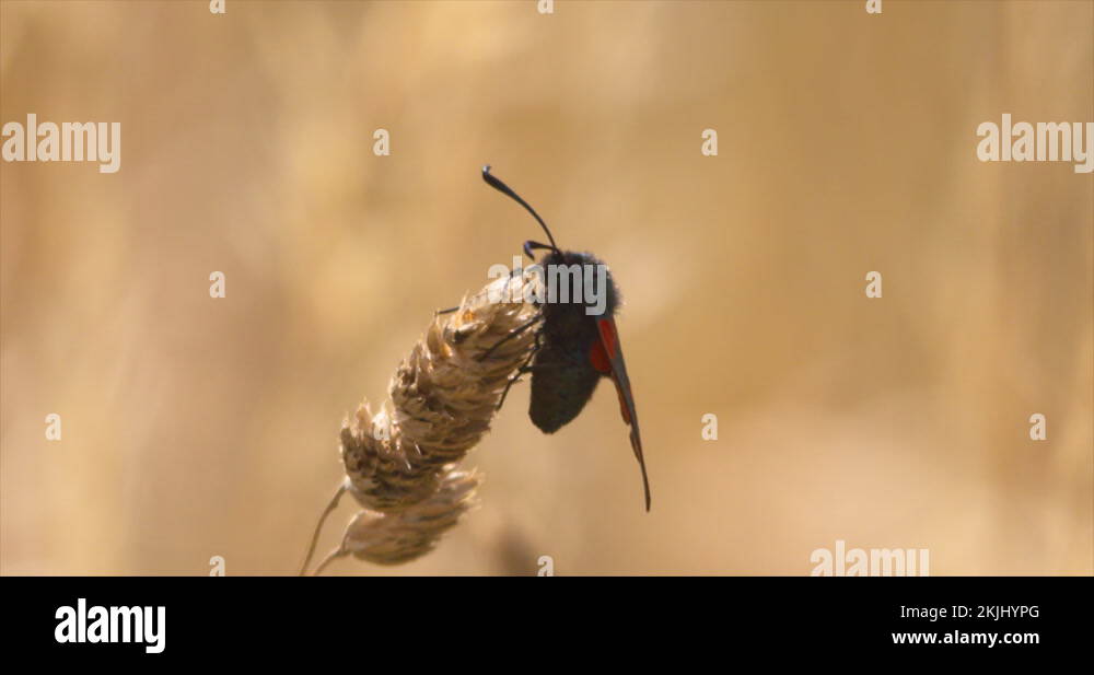 Spot the insect Stock Videos & Footage - HD and 4K Video Clips - Alamy