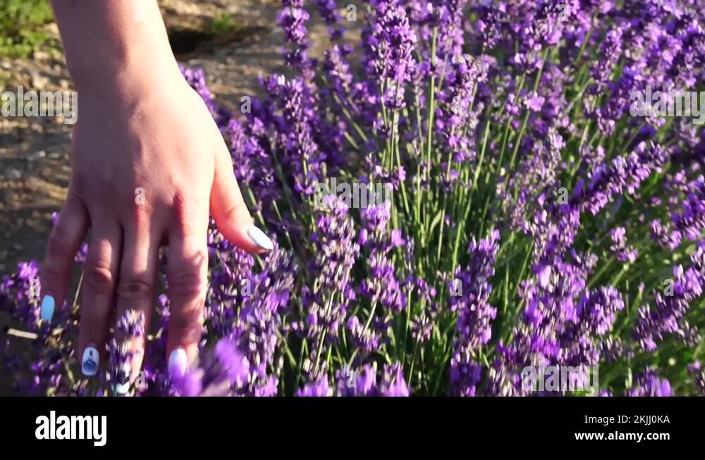 Farmers are growing lavender for floristry and for the production of ...
