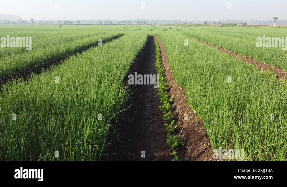 Onion form Stock Videos & Footage - HD and 4K Video Clips - Alamy