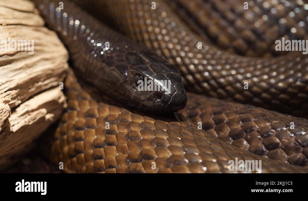Venomous snake head Stock Videos & Footage - HD and 4K Video Clips - Alamy