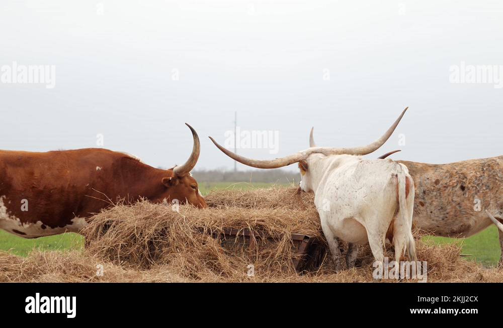 Texas Longhorn beef cattle cow bull eating at a hay rack on a cloudy ...