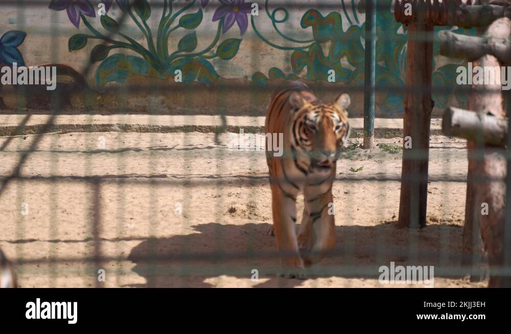 Zoo cage bars Stock Videos & Footage - HD and 4K Video Clips - Alamy
