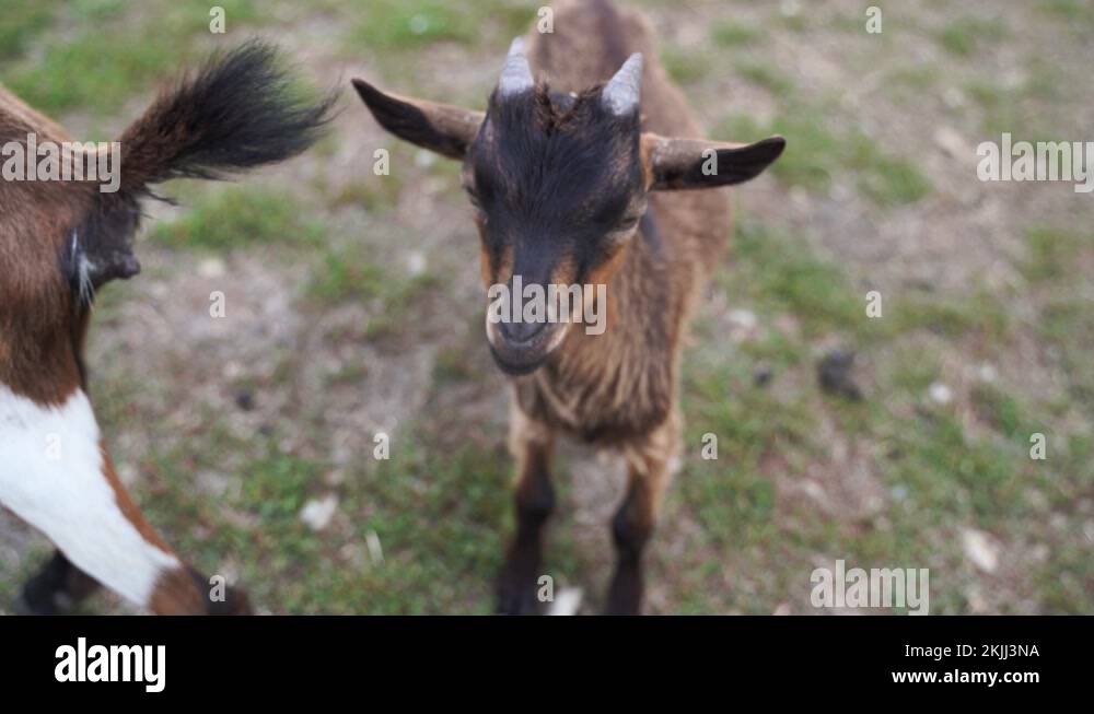 Portrait goat child kid animal Stock Videos & Footage - HD and 4K Video ...