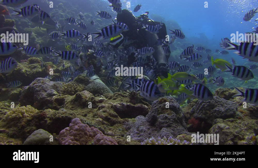 Diver and dangerous fish Stock Videos & Footage - HD and 4K Video Clips ...