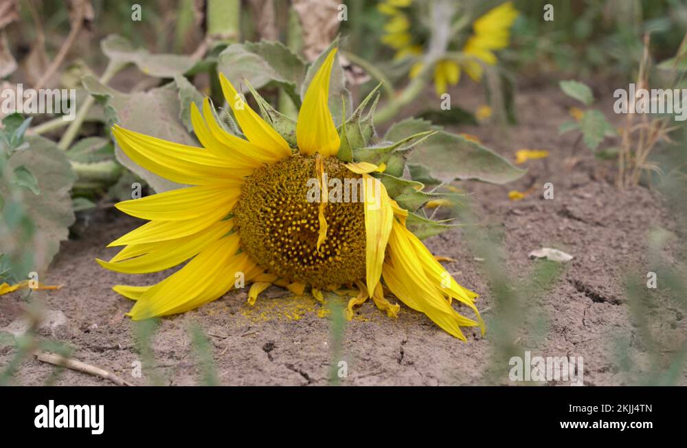 Broken sunflower Stock Videos & Footage - HD and 4K Video Clips - Alamy