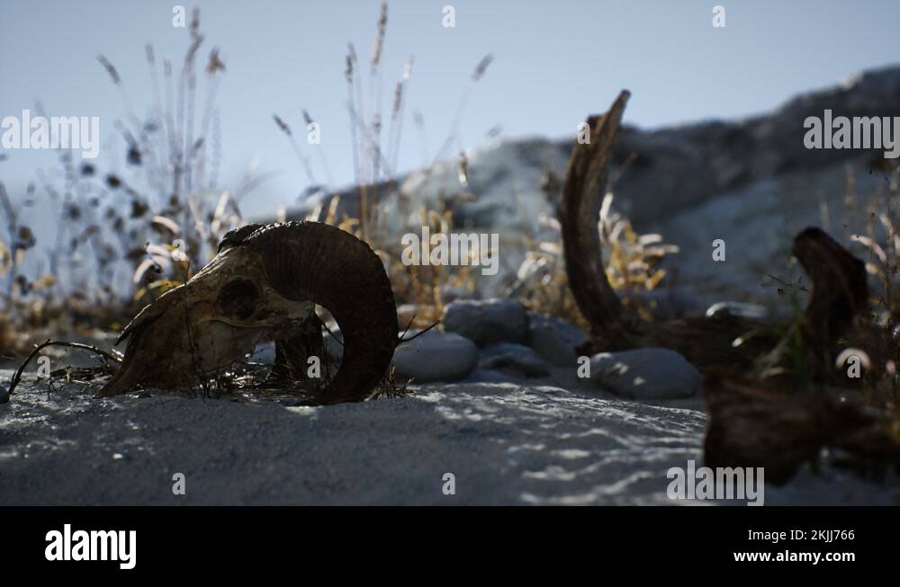 Skull of a dead ram in the desert Stock Video Footage - Alamy