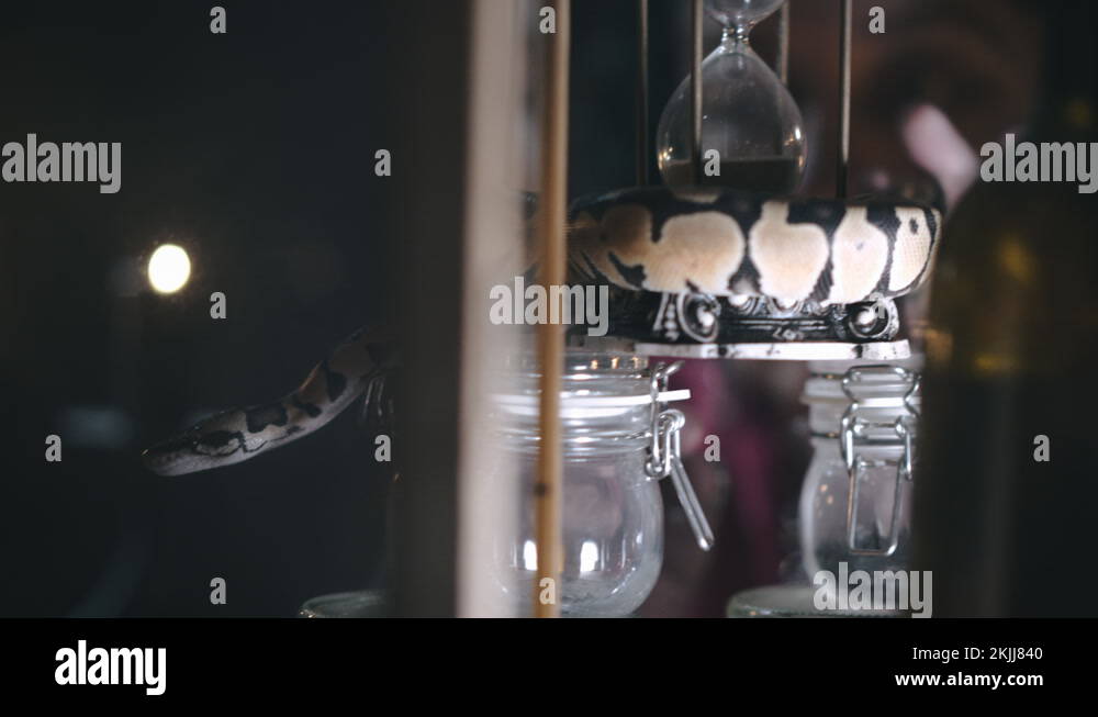 Lying serpent Stock Videos & Footage - HD and 4K Video Clips - Alamy