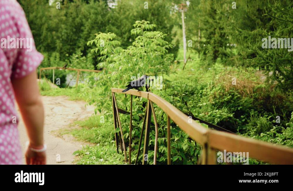 Scared crow Stock Videos & Footage - HD and 4K Video Clips - Alamy