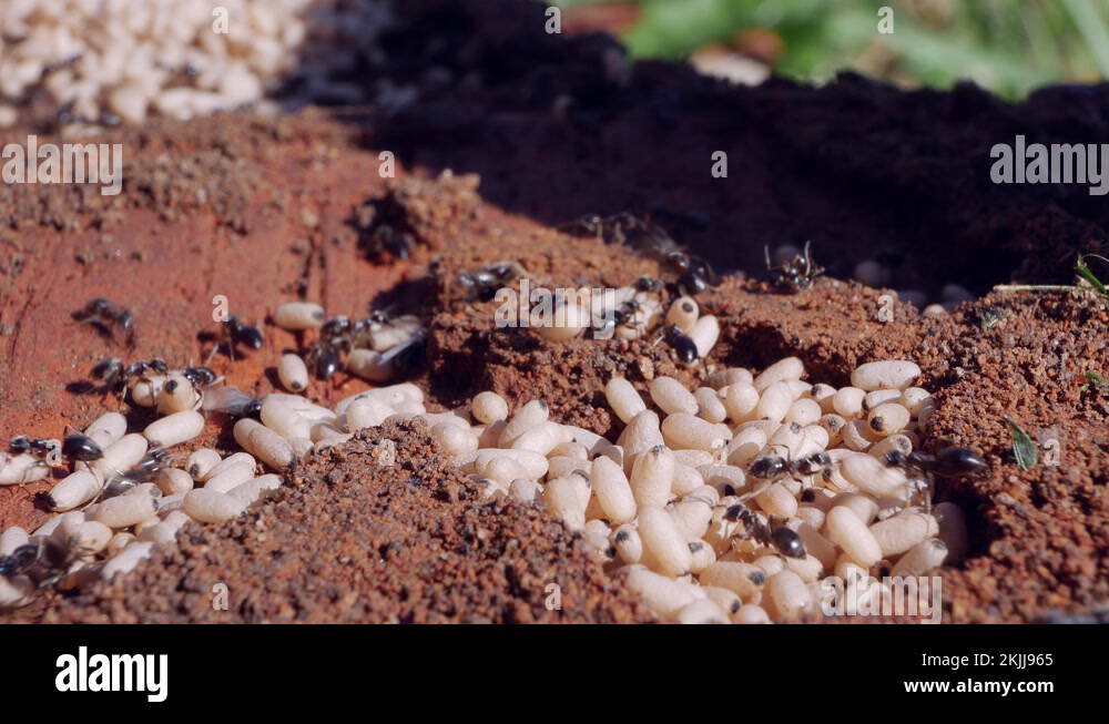 Climate adaptation Stock Videos & Footage - HD and 4K Video Clips - Alamy