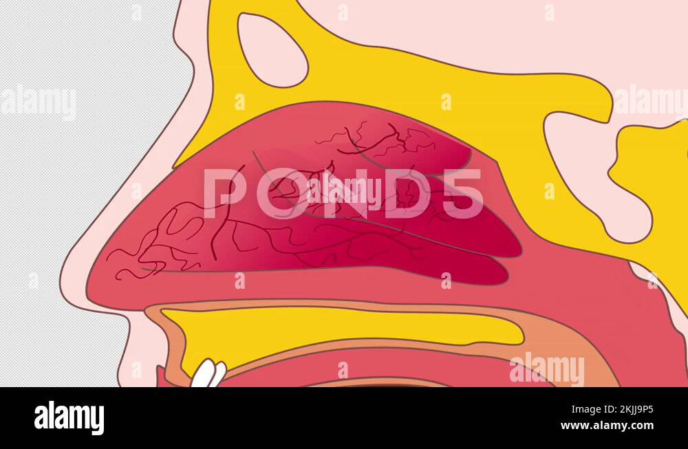 Congestion nasal Stock Videos & Footage - HD and 4K Video Clips - Alamy