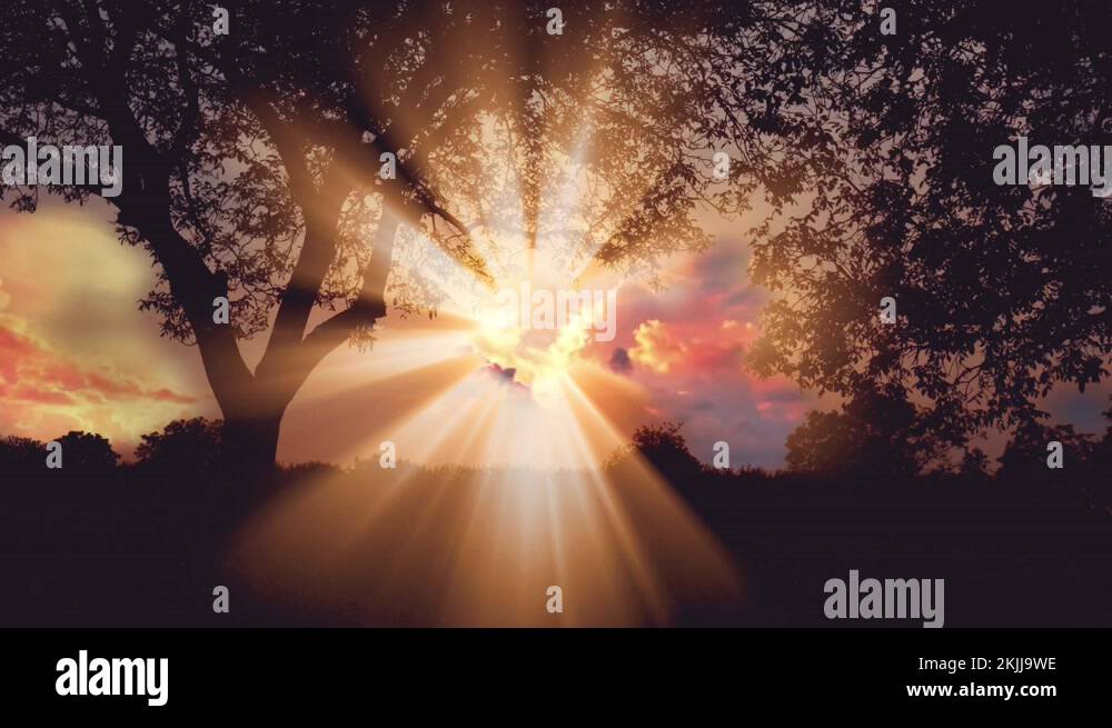 Light rays through trees Stock Videos & Footage - HD and 4K Video Clips ...