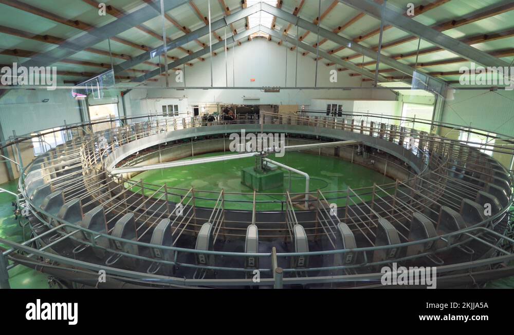 Automatic milking machine cows dairy Stock Videos & Footage - HD and 4K ...